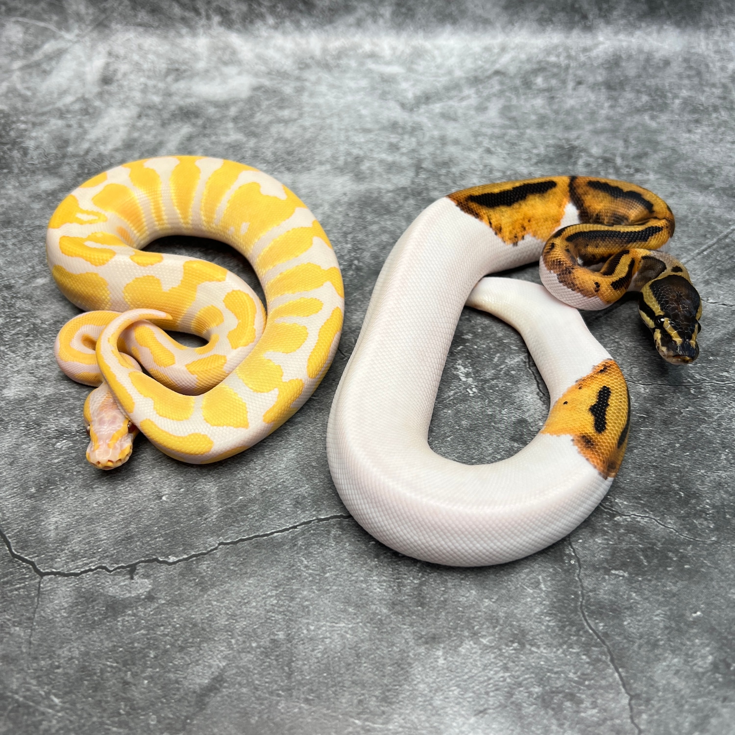 Dreamsicle-Maker Pair Ball Python by Morph Mixology Reptiles - MorphMarket