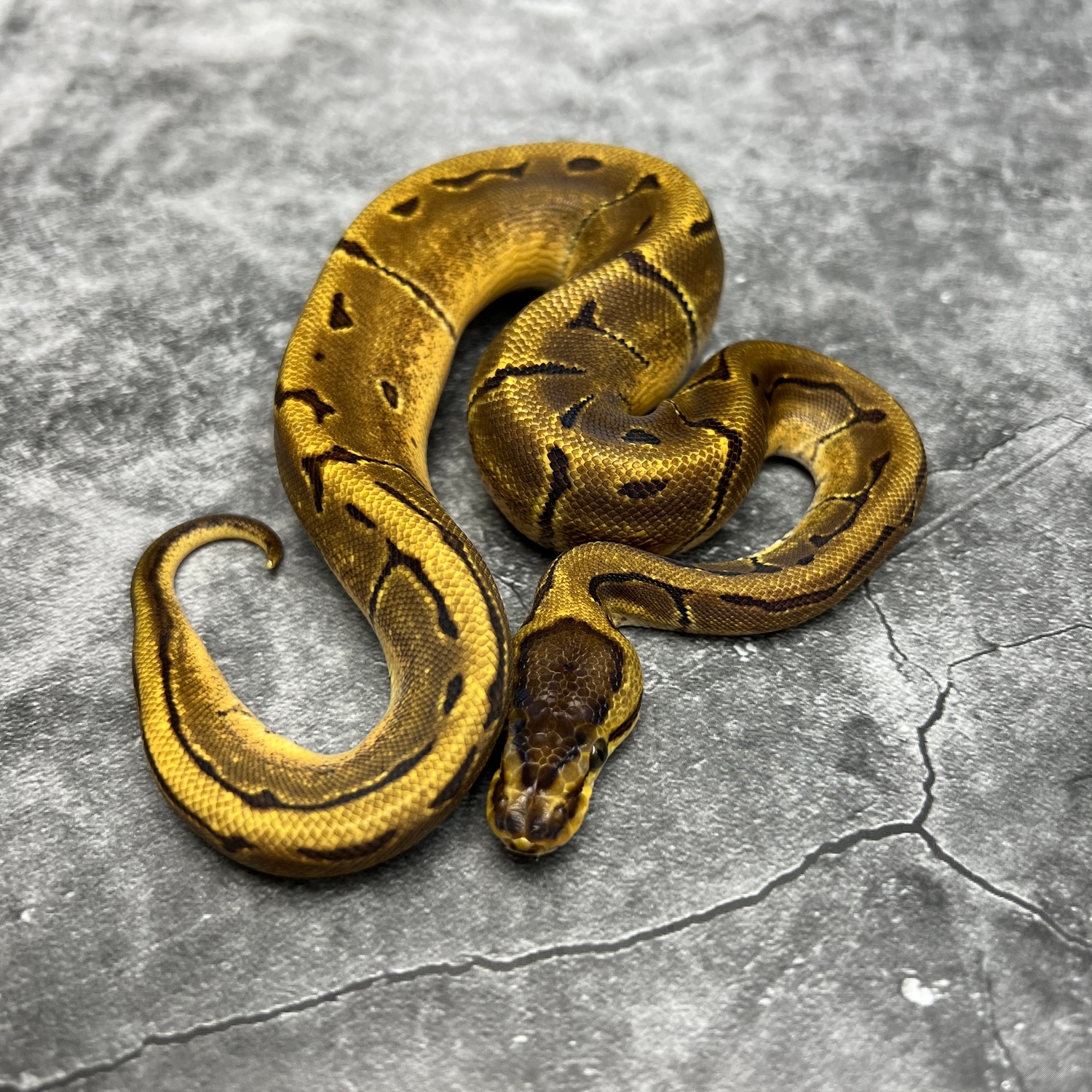 Calico Pinstripe Poss Enchi DH Dreamsicle Ball Python by Morph Mixology ...