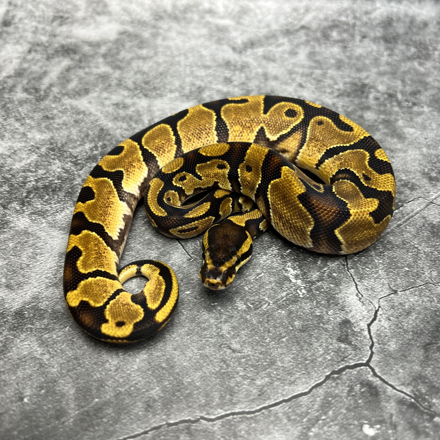 Enchi Calico DH Dreamsicle Ball Python by Morph Mixology Reptiles ...