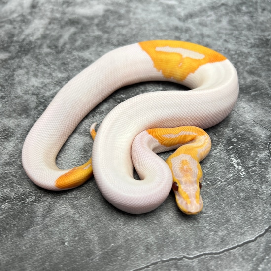 Lavender Albino Piebald Ball Python by Morph Mixology Reptiles