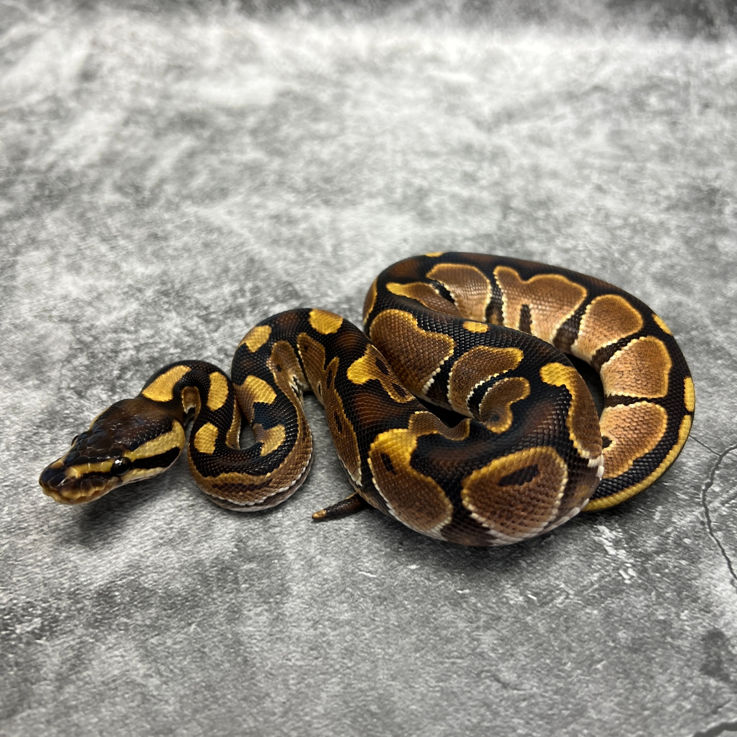 Black Pastel Calico Enchi Ball Python by Morph Mixology Reptiles ...