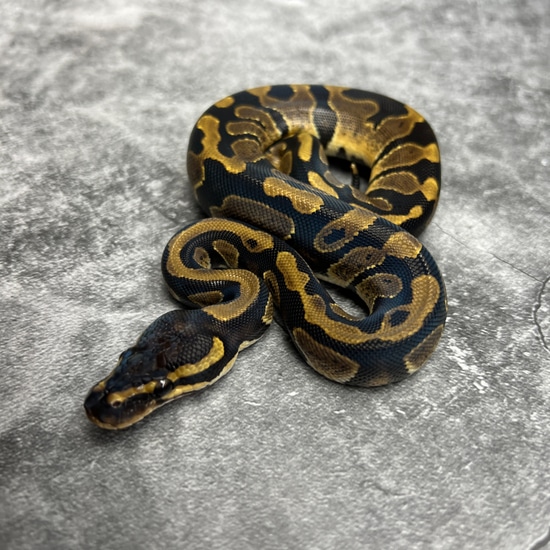 DH DG Pied Ball Python by Morph Mixology Reptiles - MorphMarket