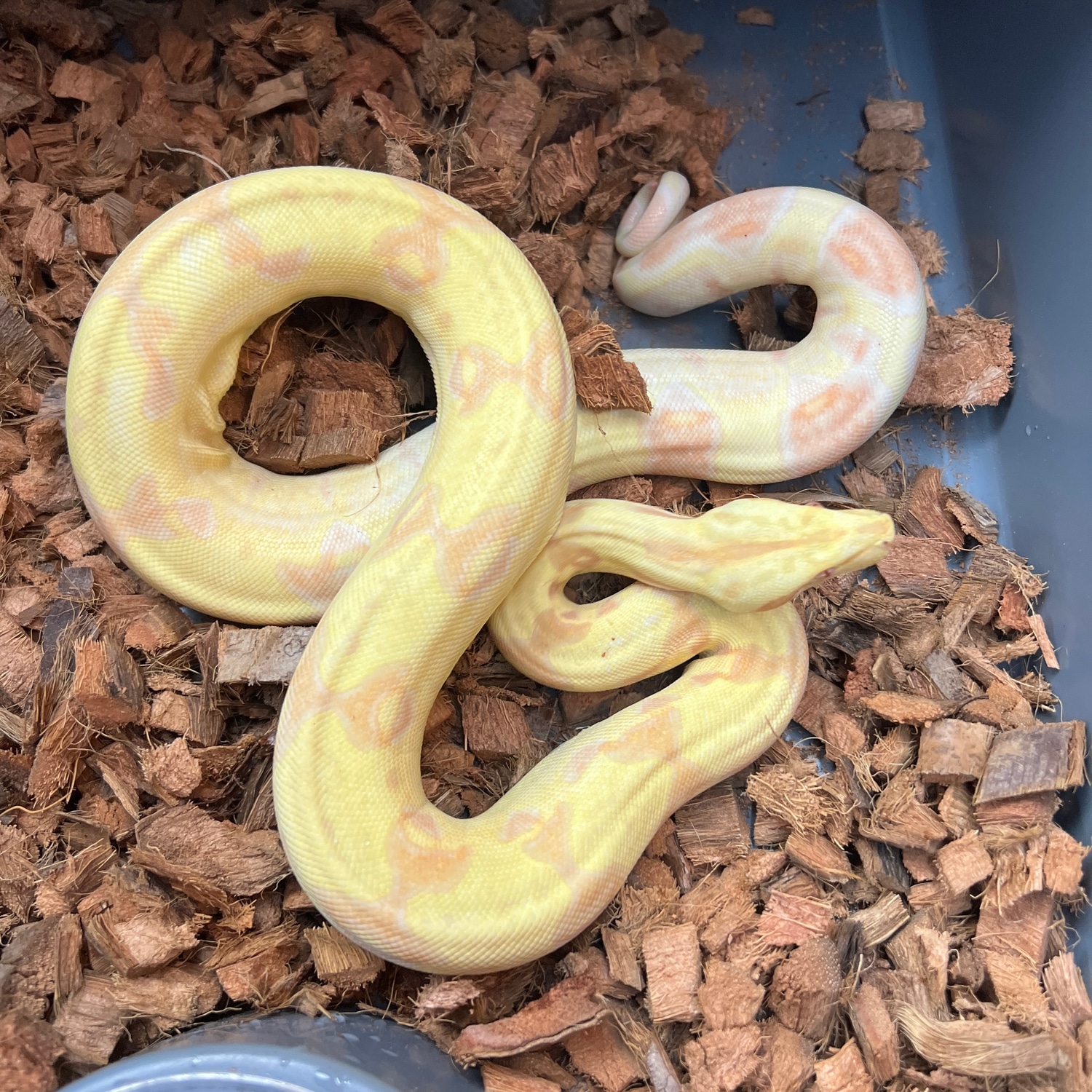 IMG Sunglow Het Anery Boa Constrictor by Morph Mixology Reptiles ...