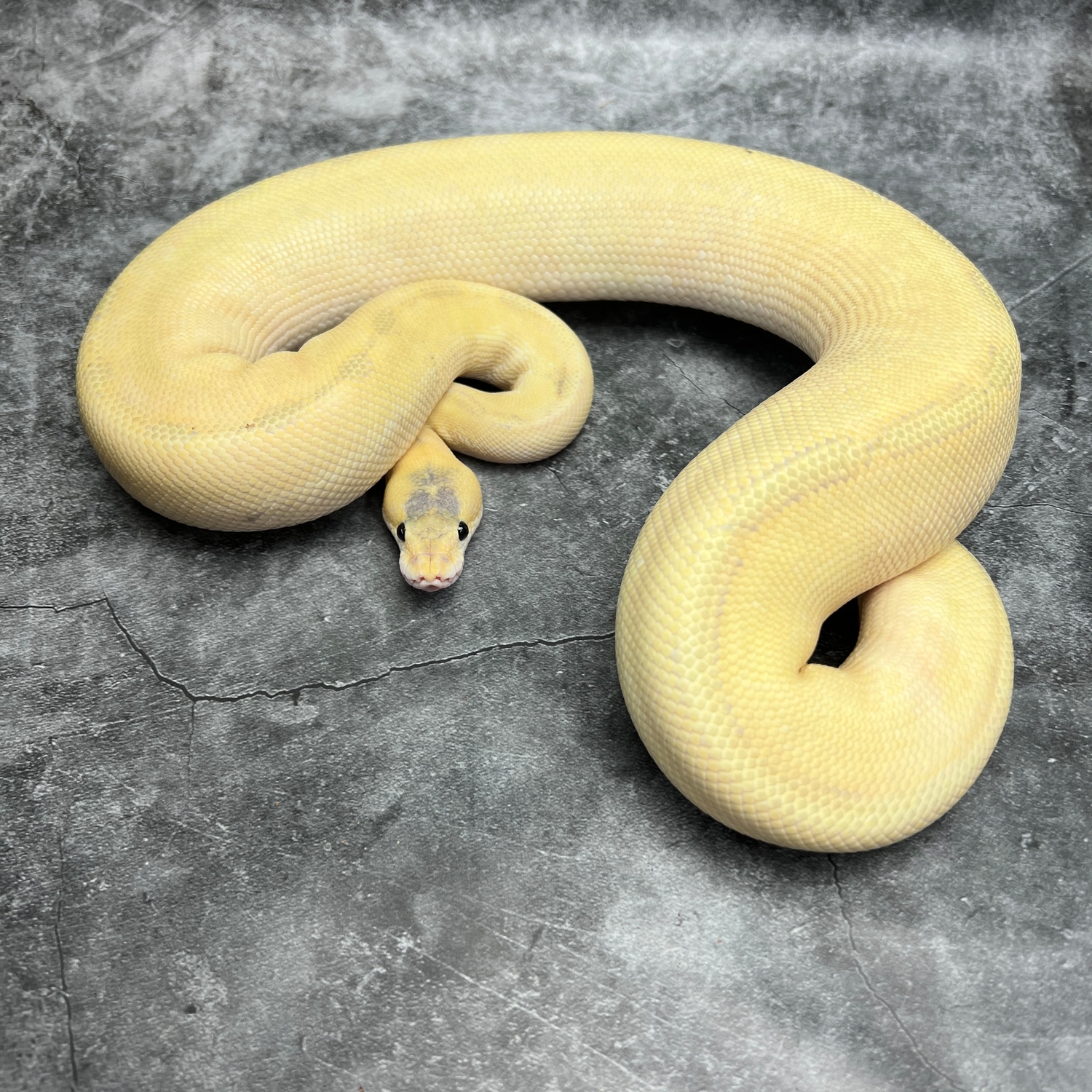 YB Mojave Mimosa Ball Python by Morph Mixology Reptiles - MorphMarket