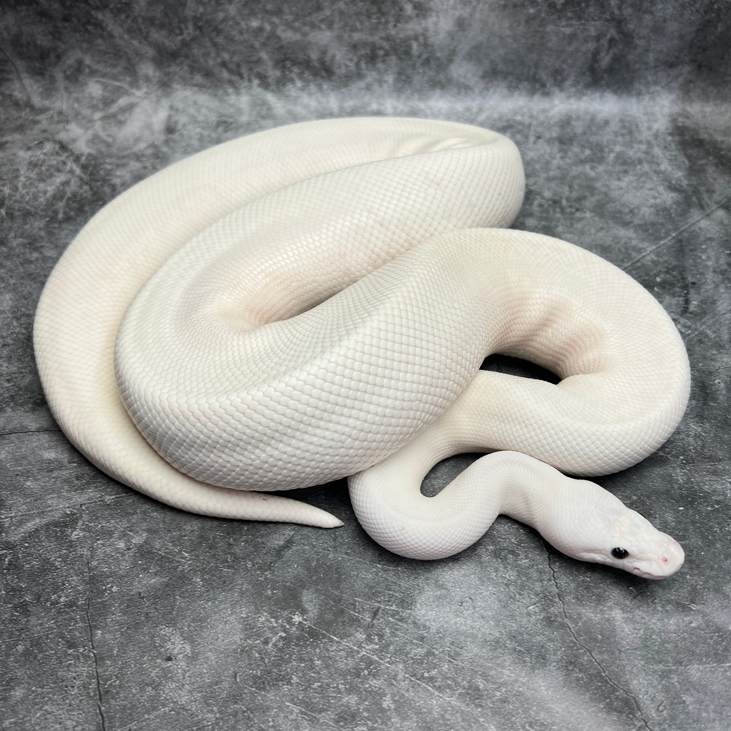 Super Fire Pied Ball Python by Morph Mixology Reptiles - MorphMarket