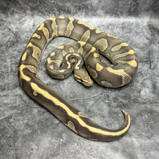 Hypo Enchi Super Chocolate Ball Python by Morph Mixology Reptiles