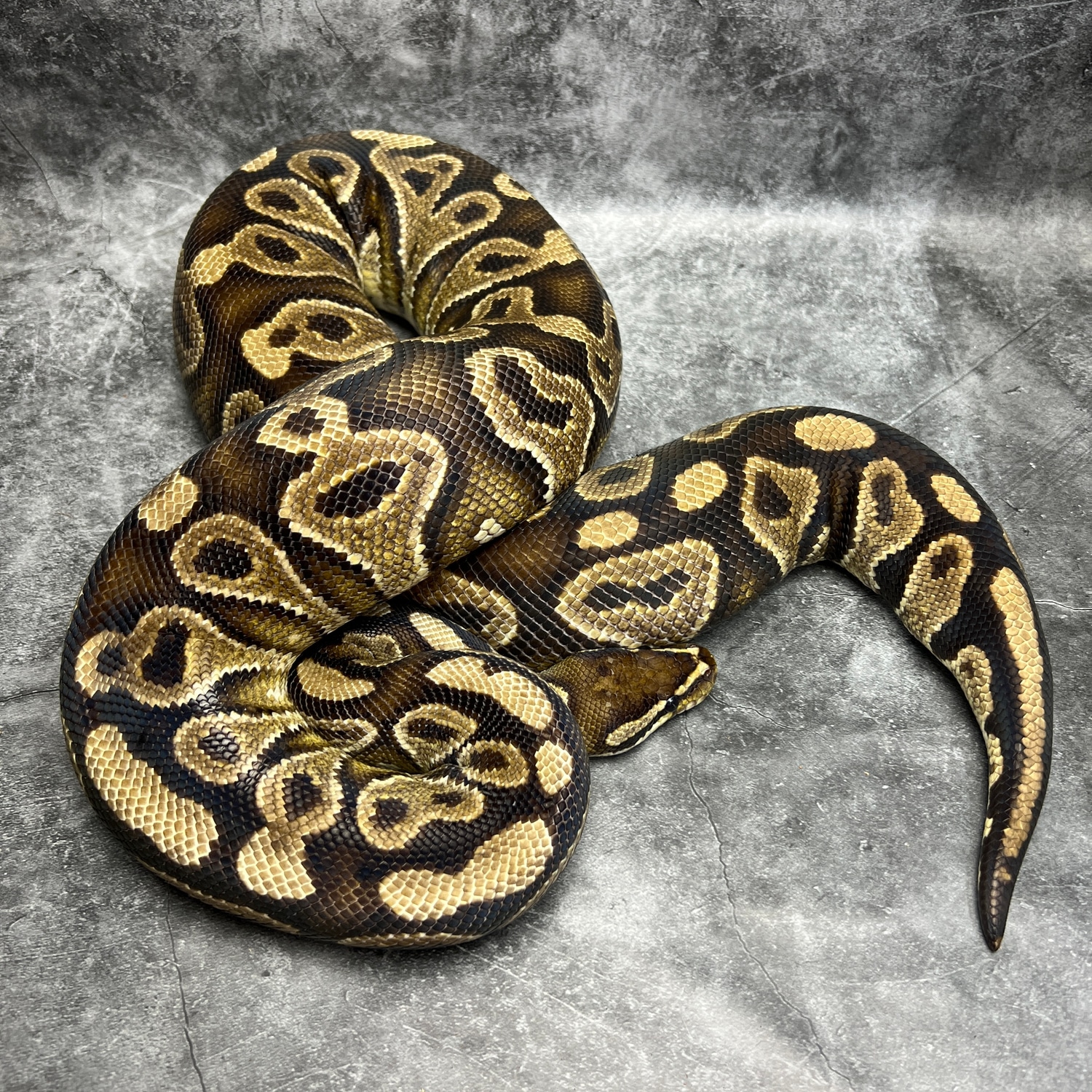 HRA Yellowbelly Ball Python by Morph Mixology Reptiles - MorphMarket