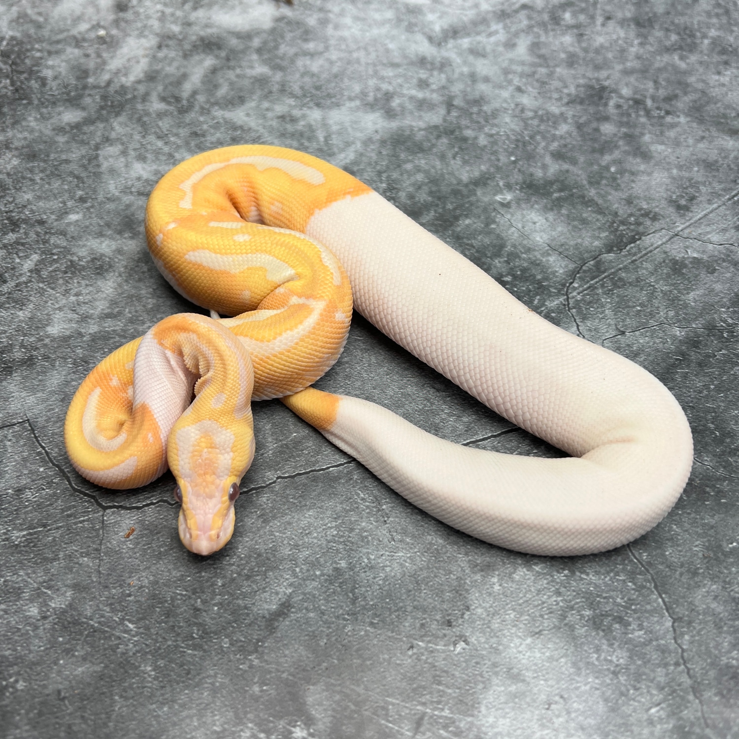 Dreamsicle Ball Python by Morph Mixology Reptiles - MorphMarket