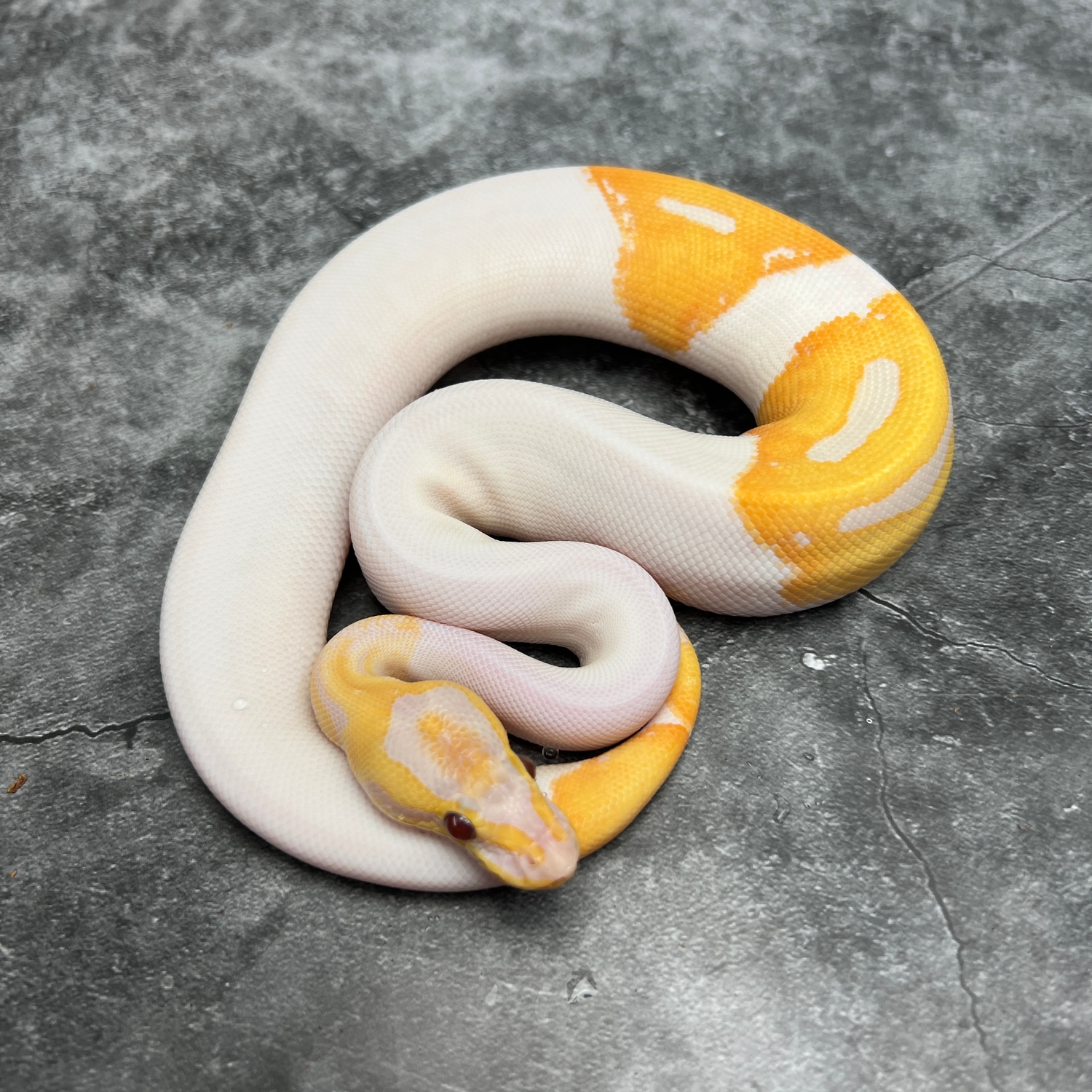 Lavender Albino Piebald Ball Python by Morph Mixology Reptiles ...