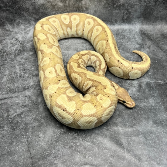 Banana Phantom Yellowbelly Ball Python by Morph Mixology Reptiles