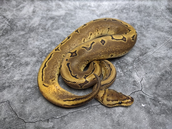 Calico Pinstripe Poss Enchi DH Dreamsicle Ball Python by Morph Mixology ...