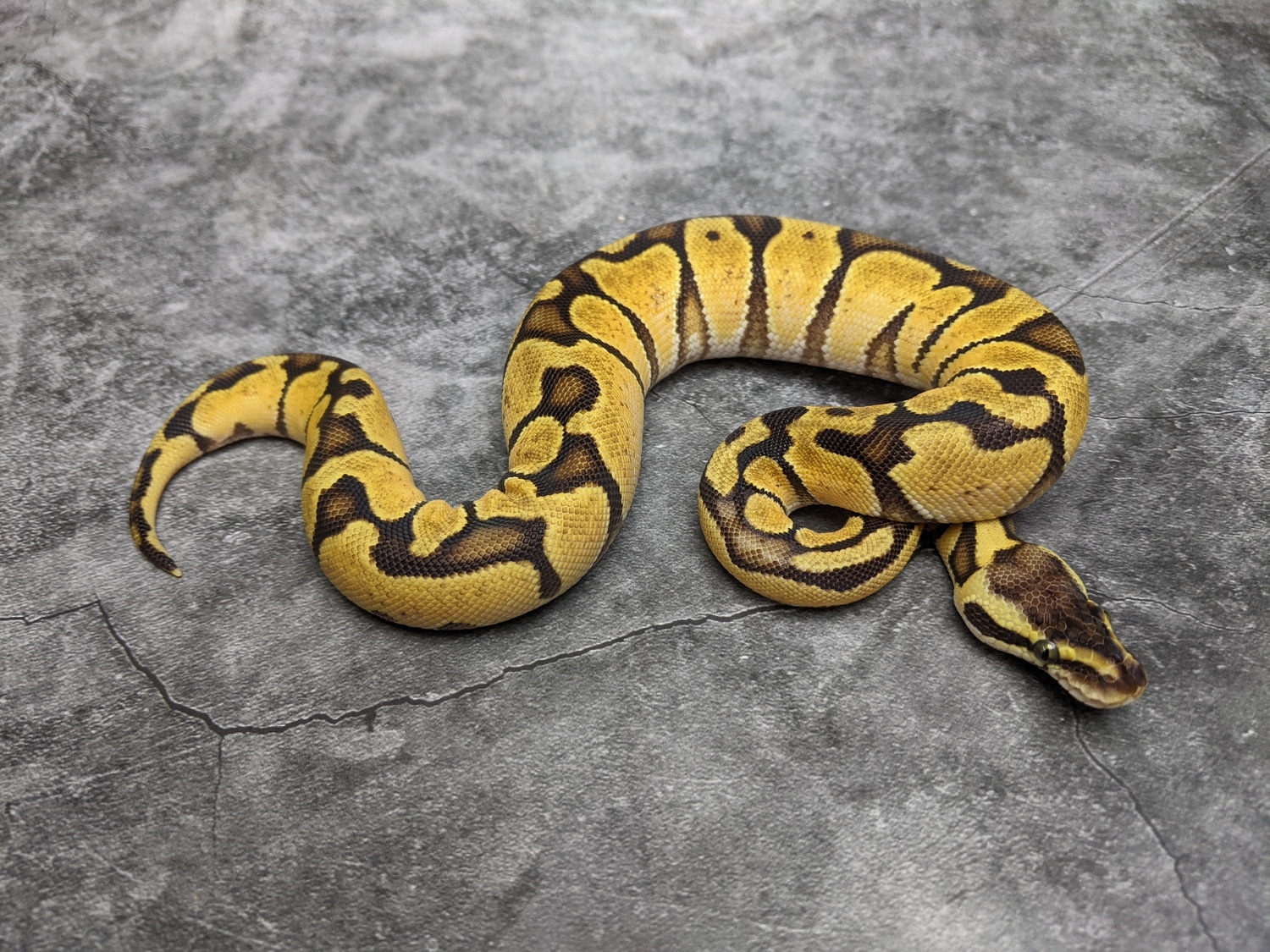 Pastel Enchi Calico Ball Python by Morph Mixology Reptiles - MorphMarket