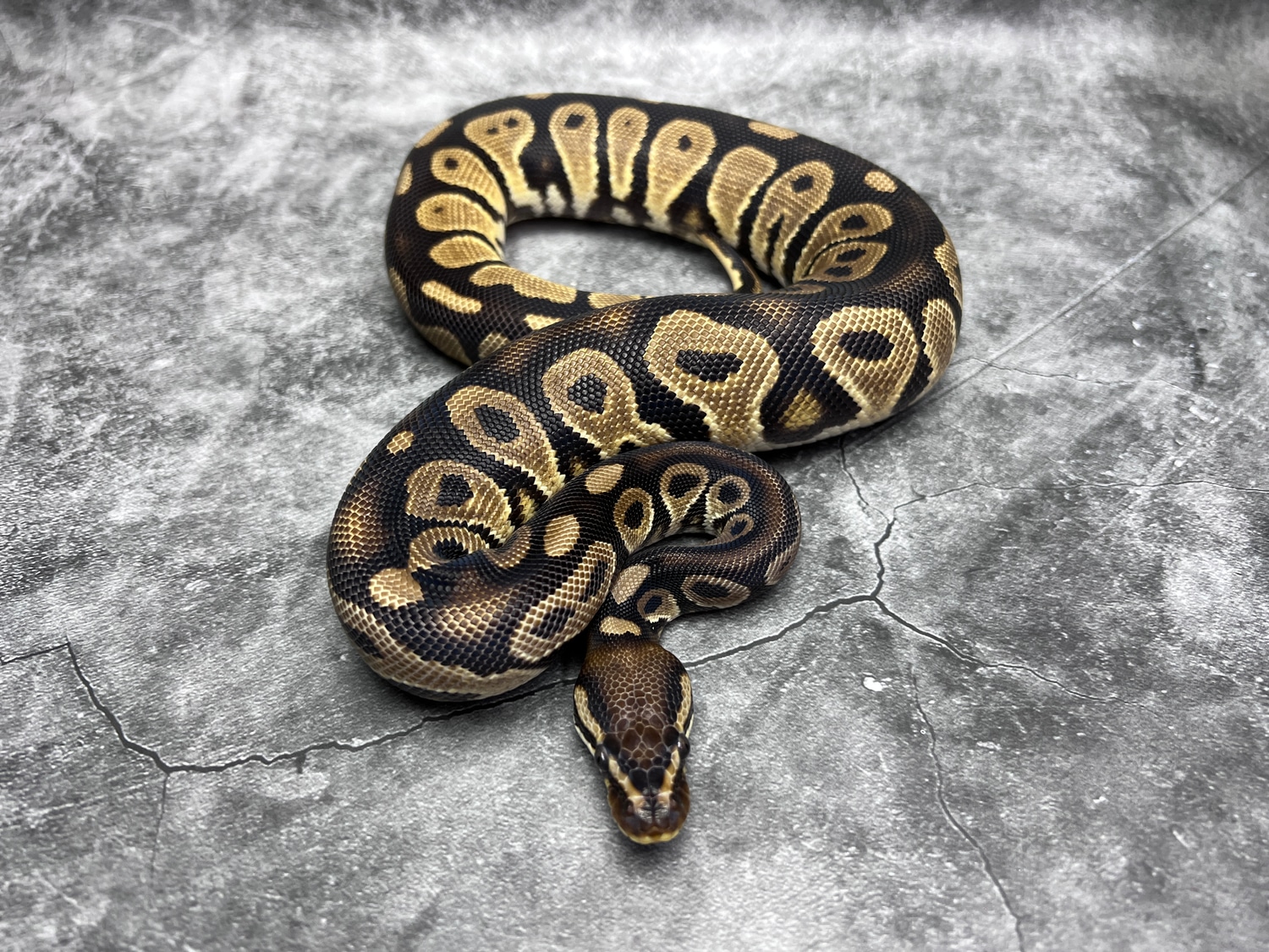 OD HRA Asphalt/Yellowbelly Ball Python by Morph Mixology Reptiles ...