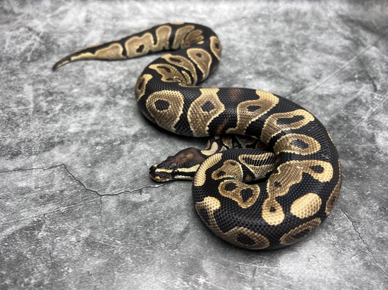 HRA Asphalt/Yellow Belly Ball Python by Morph Mixology Reptiles