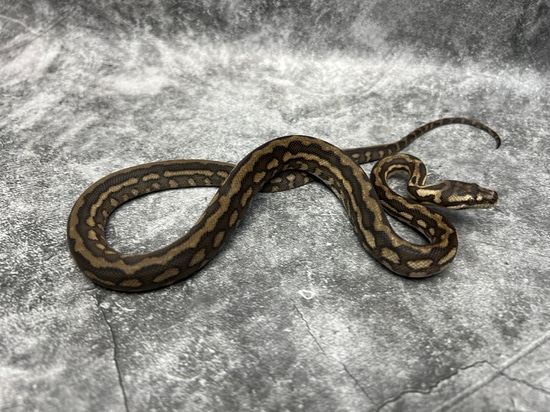 Stripe Coastal Carpet Python by Morph Mixology Reptiles