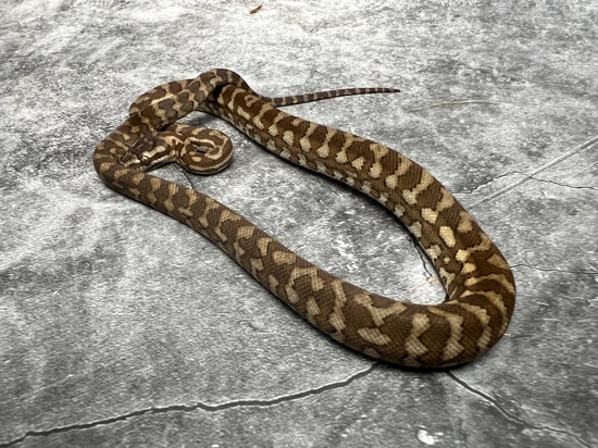 Caramel Coastal Carpet Python by Morph Mixology Reptiles