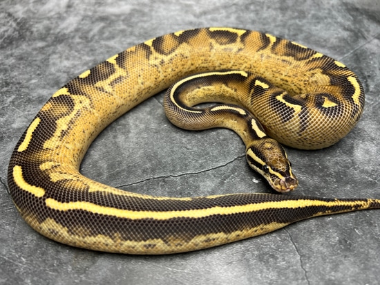 Het Red Axanthic Freeway Ball Python by Morph Mixology Reptiles