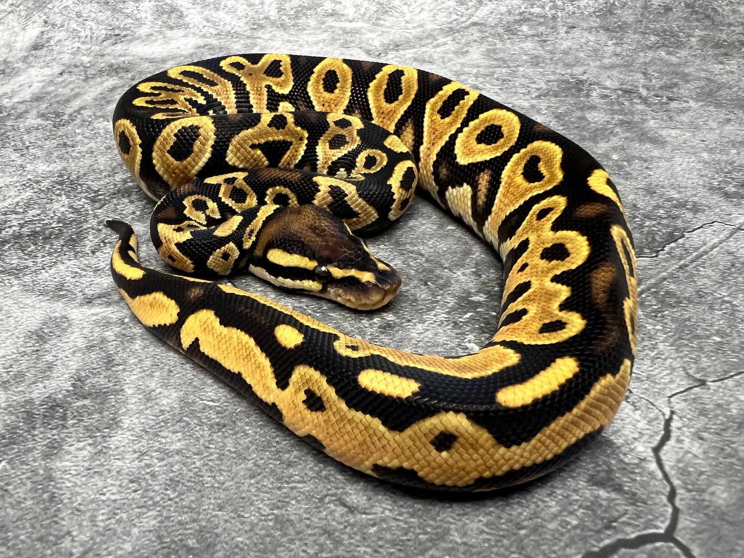 OD HRA YB/Asphalt Ball Python by Morph Mixology Reptiles - MorphMarket