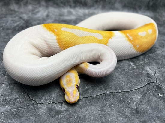 Dreamsicle Ball Python by Morph Mixology Reptiles