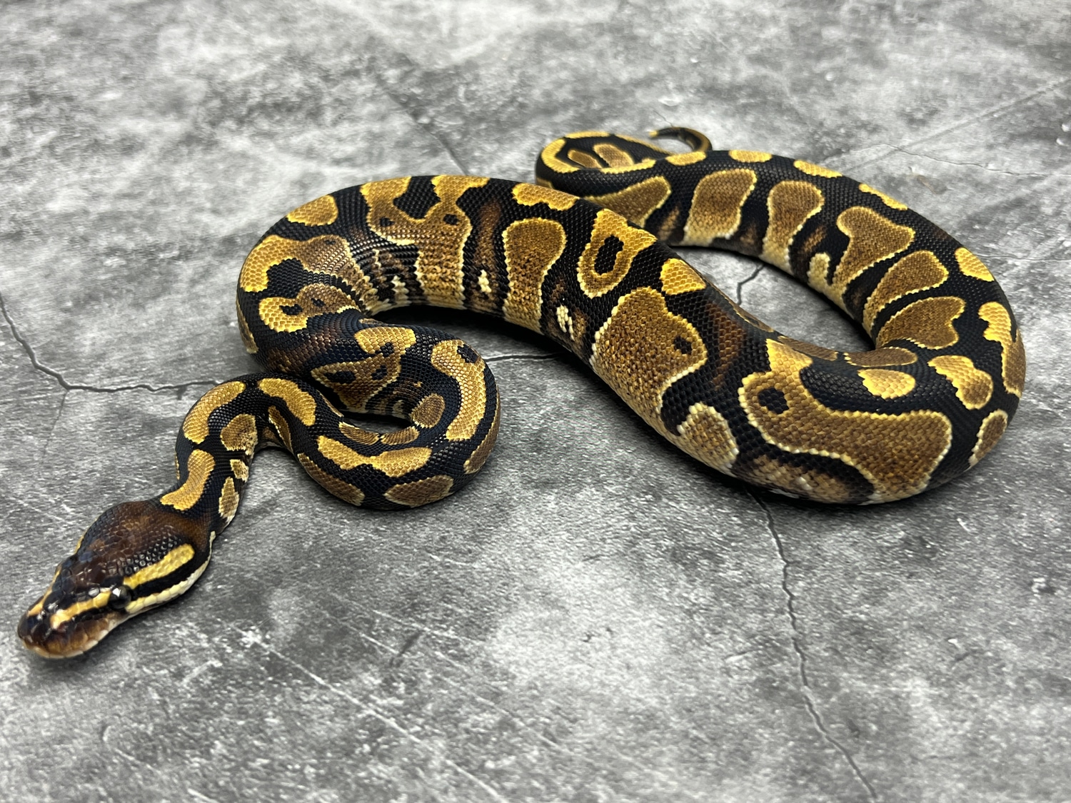 YB/Asphalt Ball Python by Morph Mixology Reptiles - MorphMarket