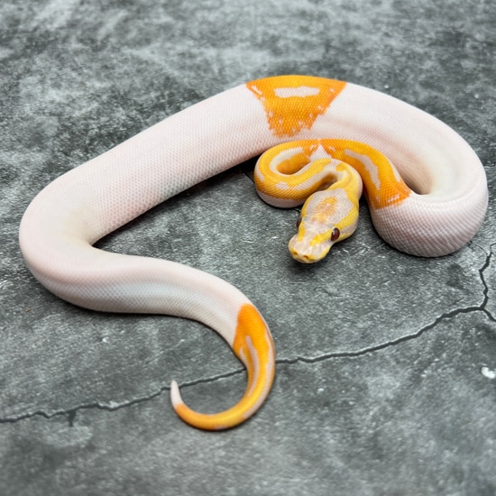Dreamsicle Ball Python by Morph Mixology Reptiles