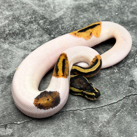 Pied Het Lavender Albino Ball Python by Morph Mixology Reptiles