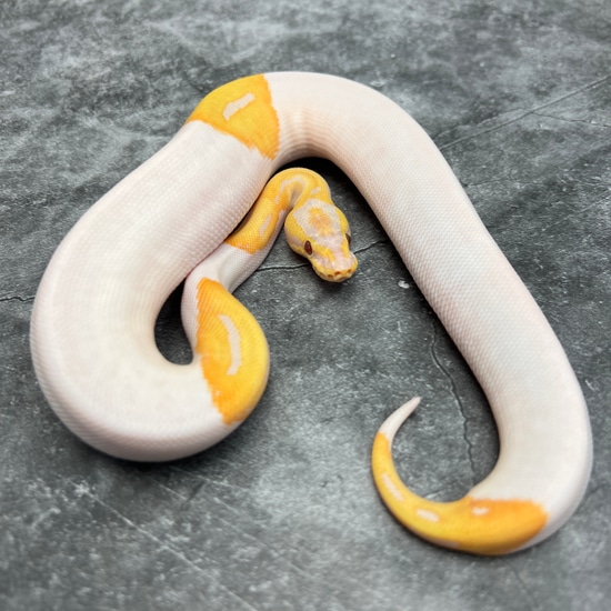 Dreamsicle Ball Python by Morph Mixology Reptiles
