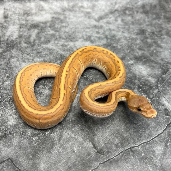 Cinnamon Pinstripe Ultramel Ball Python by Morph Mixology Reptiles
