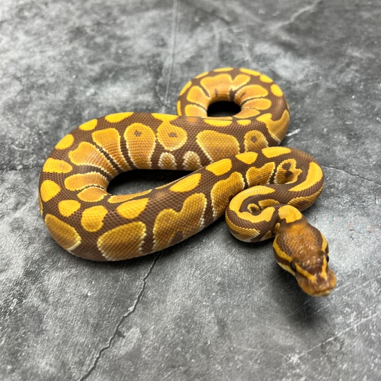 Ultramel Ball Python by Morph Mixology Reptiles