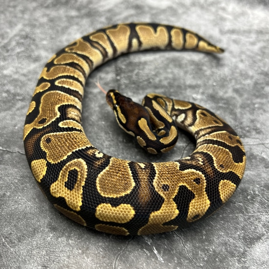 YB/Asphalt Ball Python by Morph Mixology Reptiles
