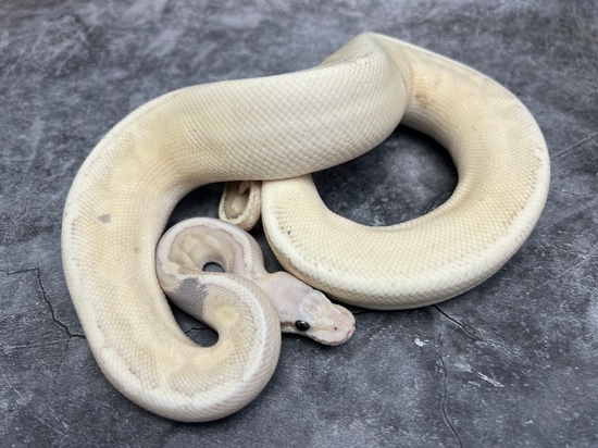 *N/R* GHI Vanilla Butter Black Pewter Hypo Ball Python by Morph ...
