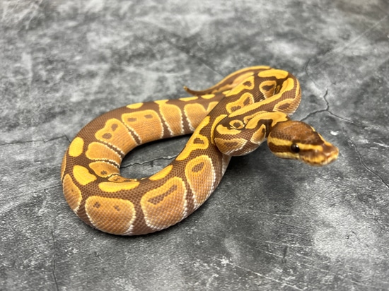 Ultramel Ball Python by Morph Mixology Reptiles