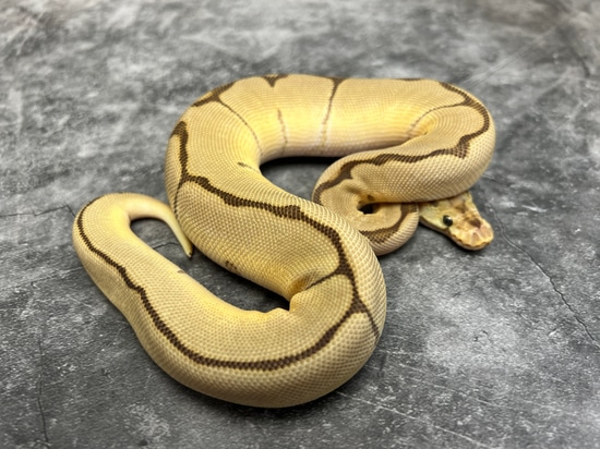 Spider Clown (Poss Mojave/YB/Fire) Ball Python by Morph Mixology Reptiles