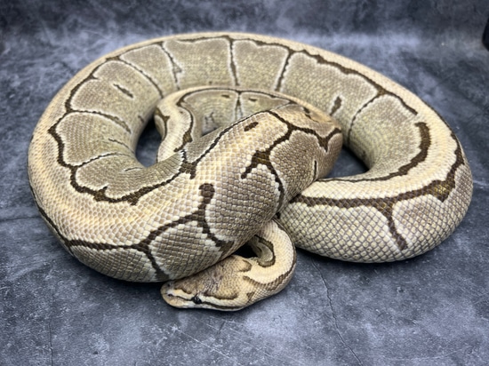 Pinstripe Desert Ghost *FREE SHIPPING* Ball Python by Morph Mixology ...