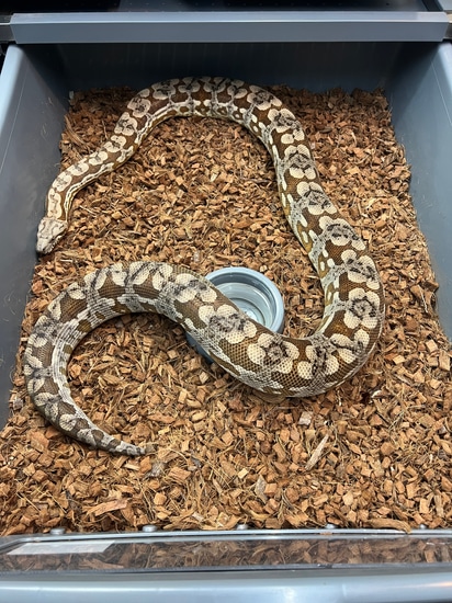 Adult Male Dumeril's Boa by Morph Mixology Reptiles