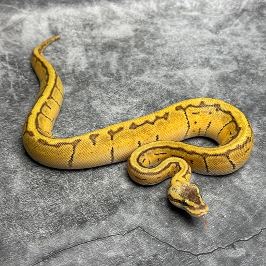 Enchi Lemonblast Het Ultramel Ball Python by Morph Mixology Reptiles