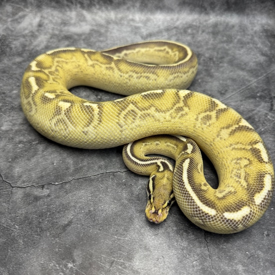 Red Axanthic Freeway (Poss OD, Phantom) Ball Python by Morph Mixology Reptiles
