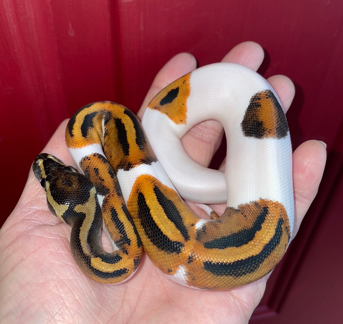 Vanilla Pied Ball Python by Bir’s Ball Pythons - MorphMarket