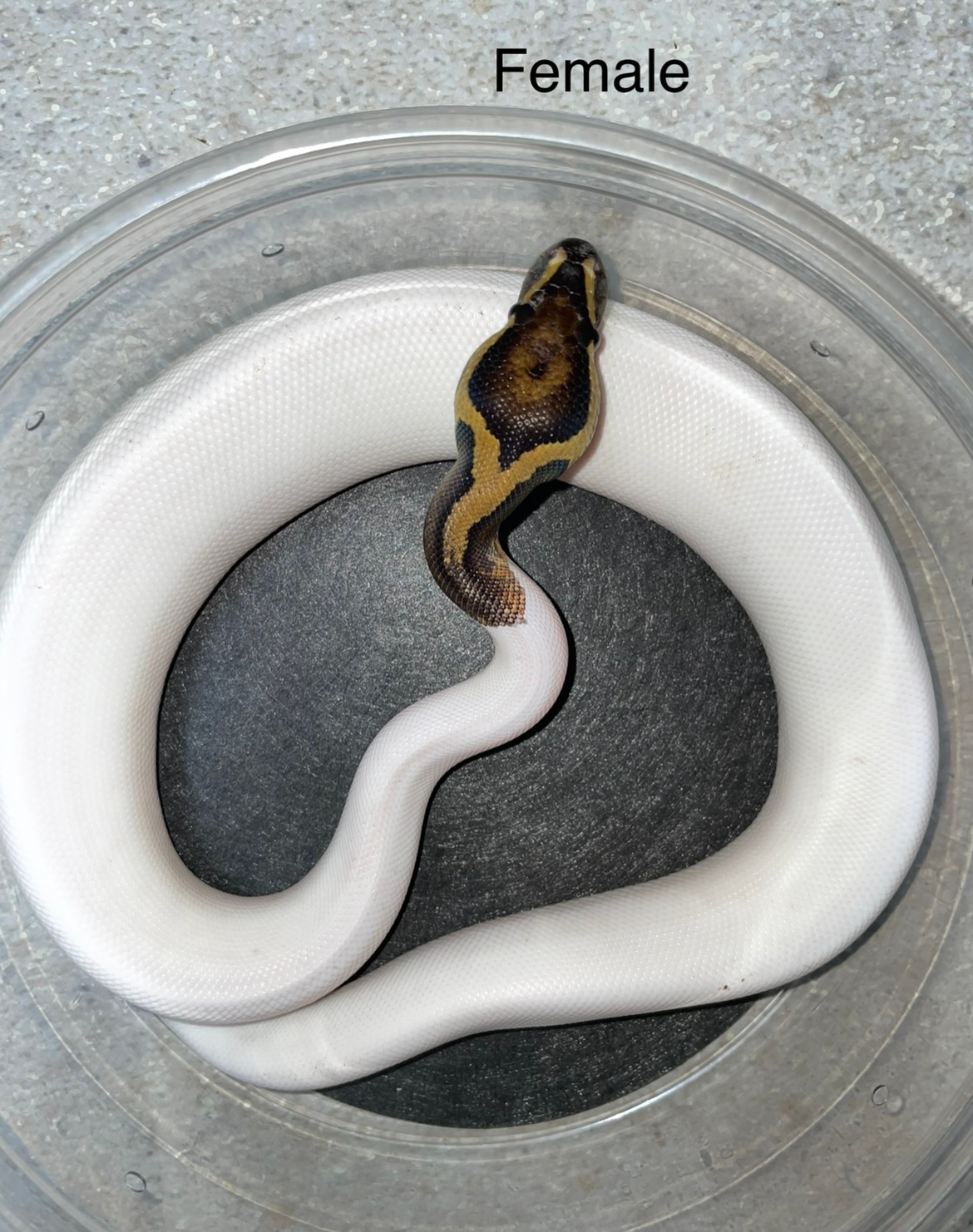 Pied Ball Python by Bir’s Ball Pythons - MorphMarket