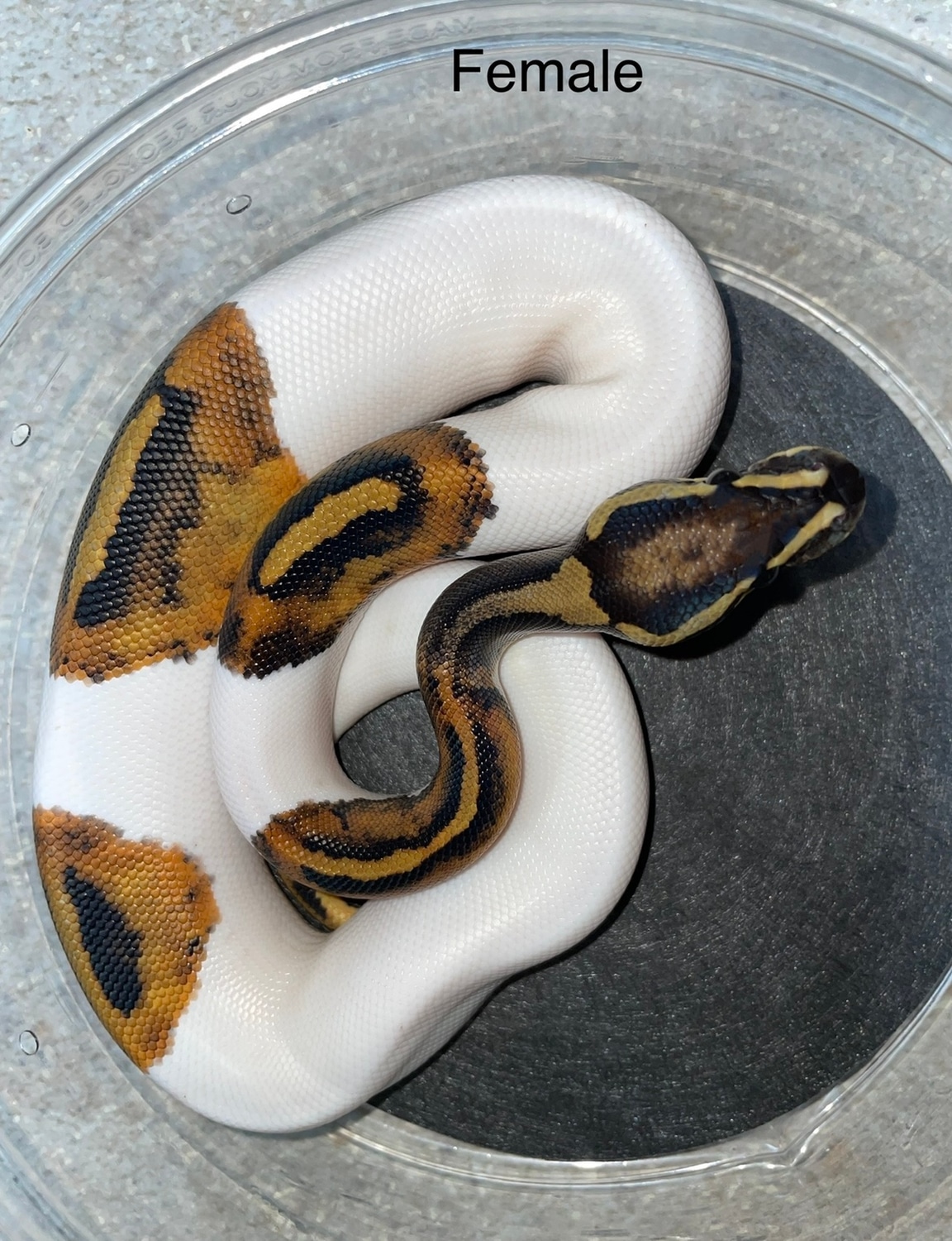 Pied Ball Python by Bir’s Ball Pythons - MorphMarket