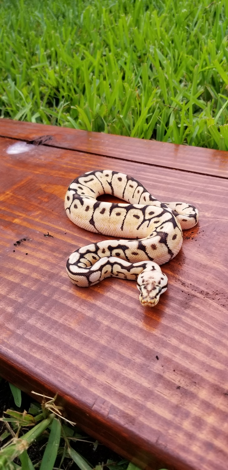 Bumblebee Ball Python by J.B. Morphs Exotics - MorphMarket