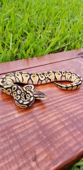 Pastel Ball Python by J.B. Morphs Exotics