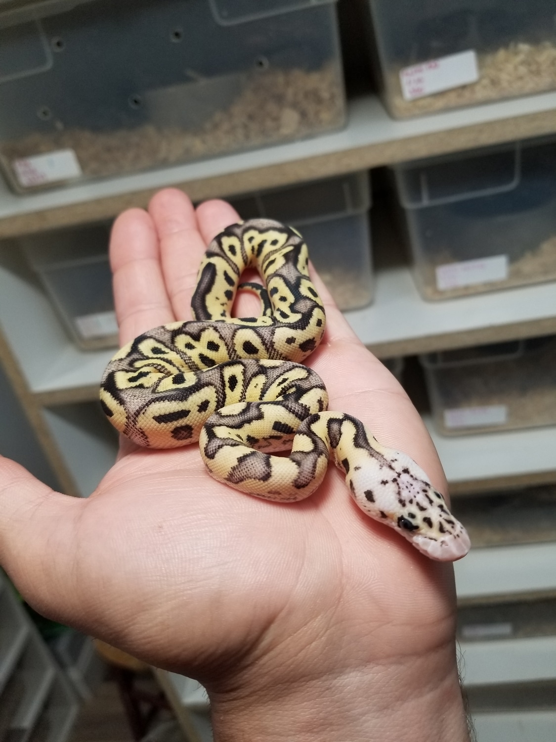 Firefly Clown Ball Python by J.B. Morphs Exotics - MorphMarket