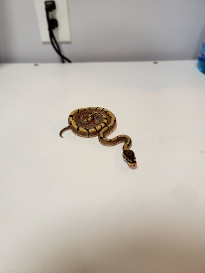 Spider Ball Python by J.B. Morphs Exotics