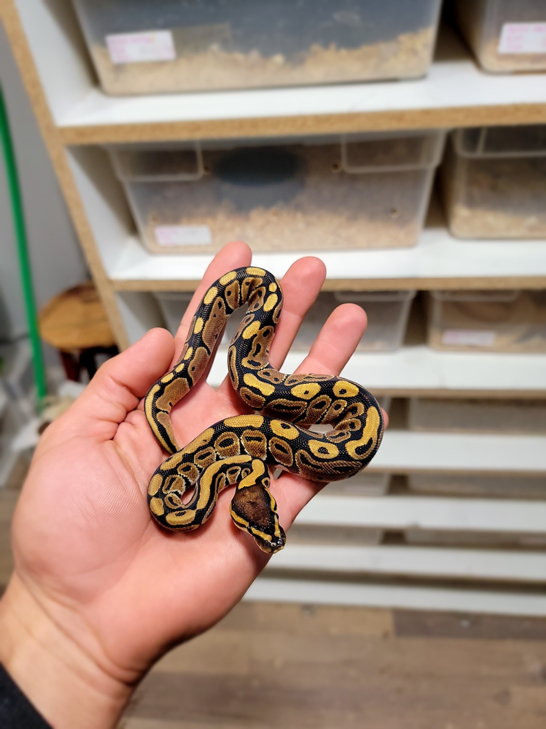 Normal Ball Python by J.B. Morphs Exotics - MorphMarket