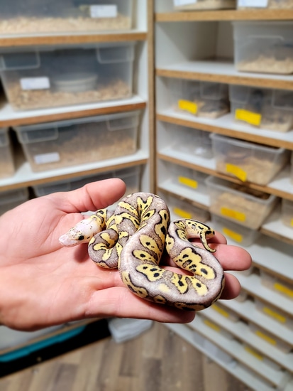 Superfly Clown Ball Python by J.B. Morphs Exotics