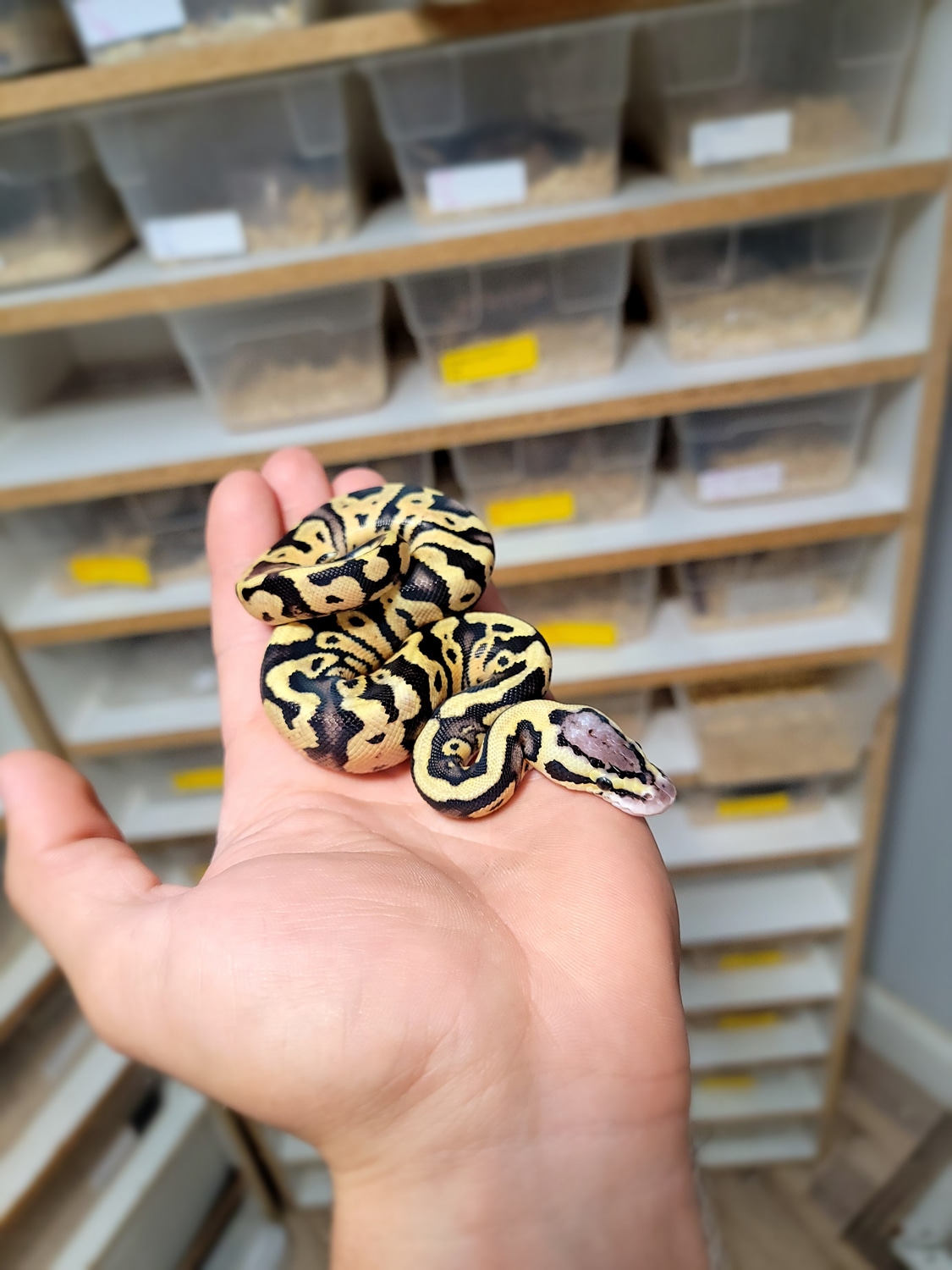 Firefly Het Clown Ball Python by J.B. Morphs Exotics - MorphMarket