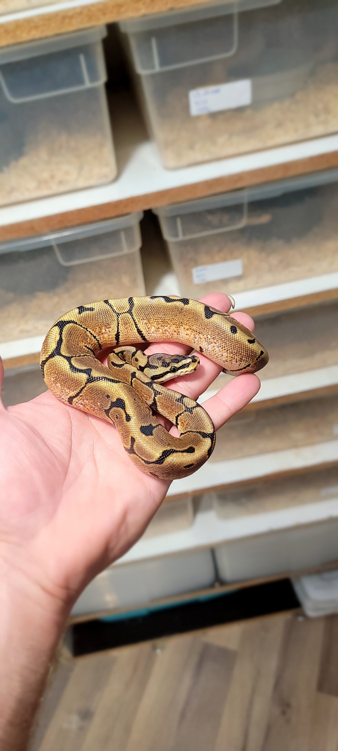 Spider Het Pied Ball Python by J.B. Morphs Exotics - MorphMarket