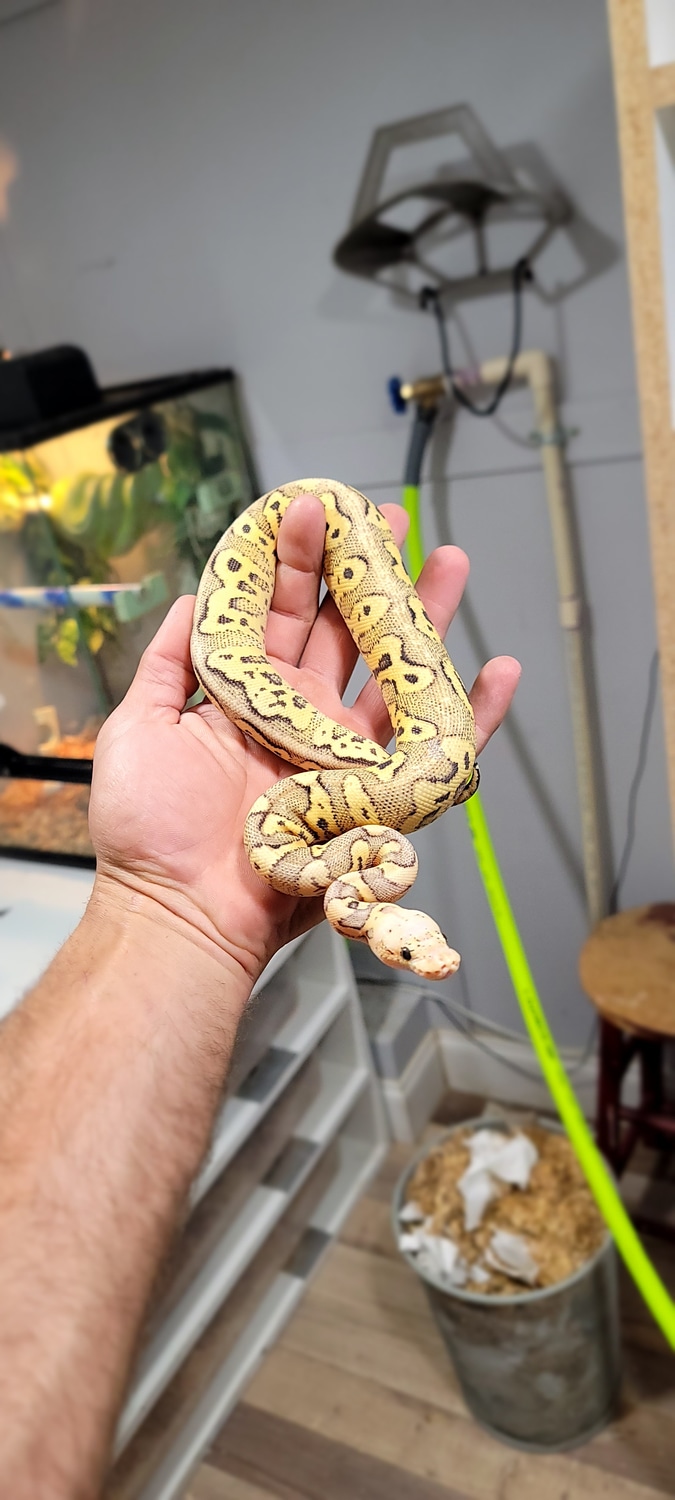 Firefly Clown Ball Python by J.B. Morphs Exotics - MorphMarket