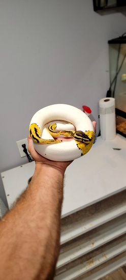 Pastelpiedf Ball Python by J.B. Morphs Exotics